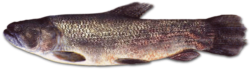 La Tararira – PESCADOR DEPORTIVO