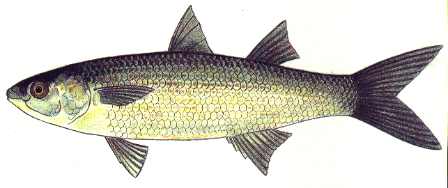 La Lisa – PESCADOR DEPORTIVO