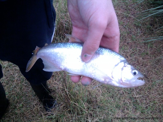 Como conservar filet de dientudos o de pejerrey – PESCADOR DEPORTIVO