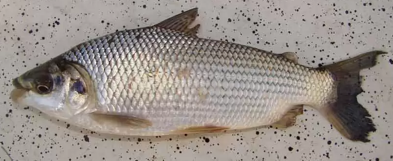 Técnicas y equipos para la pesca del Sábalo – PESCADOR DEPORTIVO