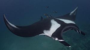 La Mantarraya – PESCADOR DEPORTIVO