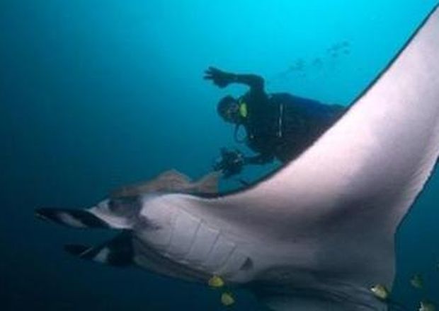 La Mantarraya – PESCADOR DEPORTIVO