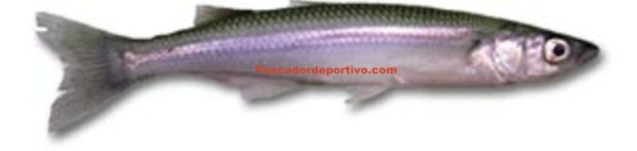 Cómo pescar pejerrey en el mar – PESCADOR DEPORTIVO