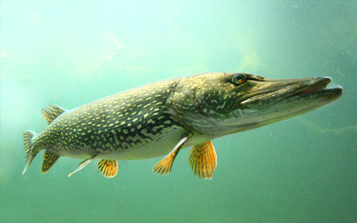 El Lucio – PESCADOR DEPORTIVO