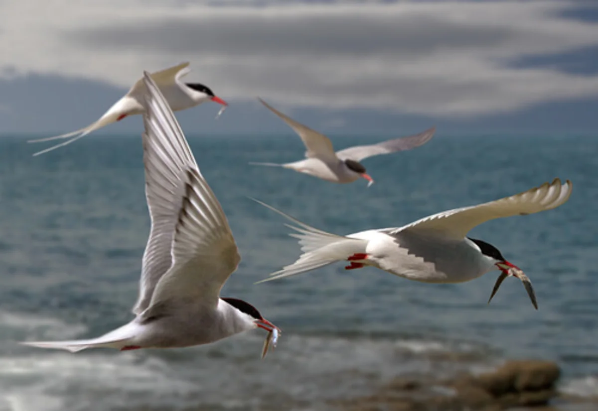 ¿Asegurada la Pesca donde hay Pájaros alimentándose en la Superficie ...