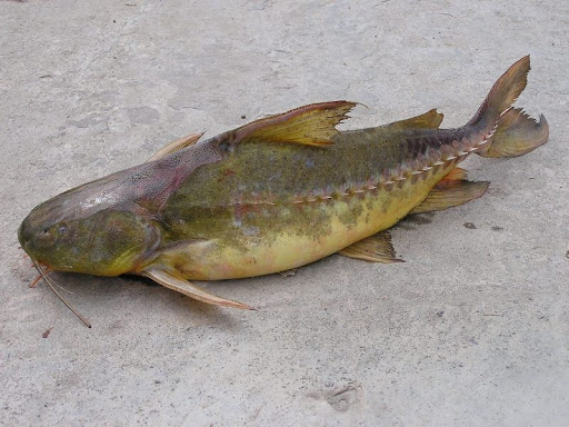 El Armado – PESCADOR DEPORTIVO