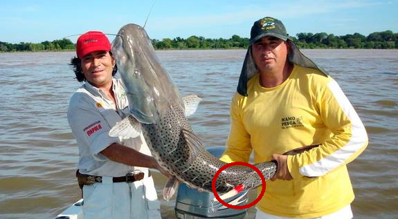 ¿Cómo ataca el Surubí a sus presas? – PESCADOR DEPORTIVO