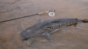 Características del Surubí: peso máximo, edad, longitud y tipos ...