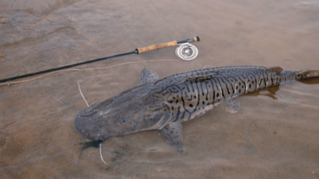 Características del Surubí: peso máximo, edad, longitud y tipos ...
