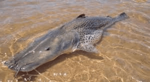 Características del Surubí: peso máximo, edad, longitud y tipos ...