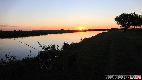 El rol de los insectos en la Pesca – PESCADOR DEPORTIVO