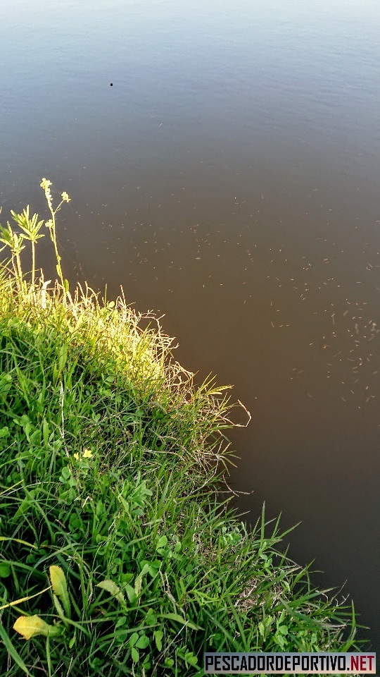 El rol de los insectos en la Pesca – PESCADOR DEPORTIVO