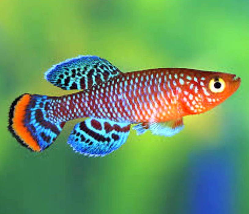 Pez Killi – PESCADOR DEPORTIVO